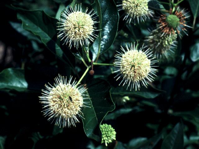 Cephalanthus occidentalis (Button Bush) Seed Description