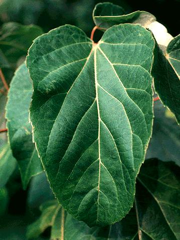 Idesia polycarpa (Irgiri Tree) Seed Description