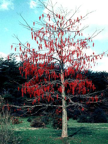 Idesia polycarpa (Irgiri Tree) Seed Description