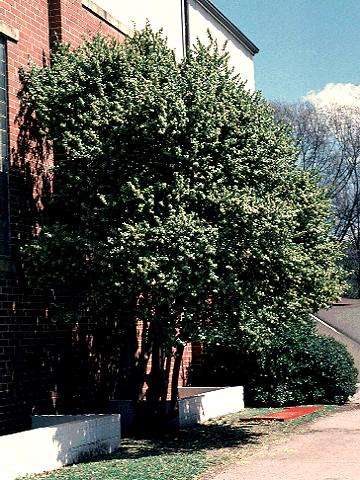 Ilex cornuta (Chinese Holly) Seed Description