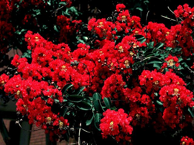 Lagerstroemia indica (Common Crapemyrtle) Seed Description