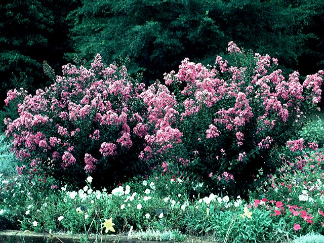 Lagerstroemia indica (Common Crapemyrtle) Seed Description