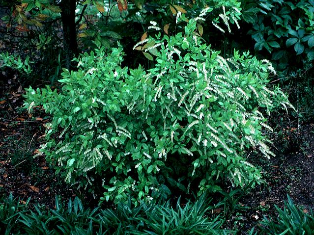 Leucothoe racemosa (Sweetbells Leucothe) Seed Description