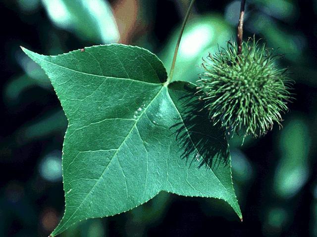 Liquidambar formosa (Formosan Liquidamber) Seed Description