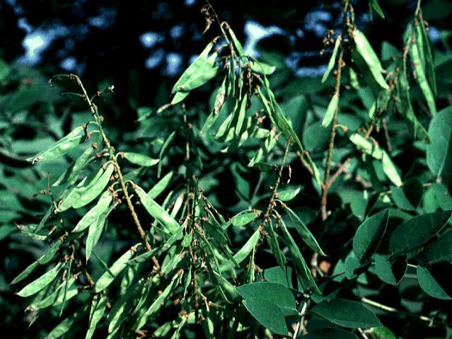 Maackia amurensis (Amur Maacki) Seed Description