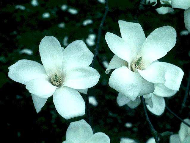 Magnolia denudata (Yulan Magnolia) Seed Description