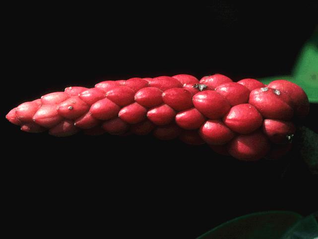 Magnolia denudata (Yulan Magnolia) Seed Description