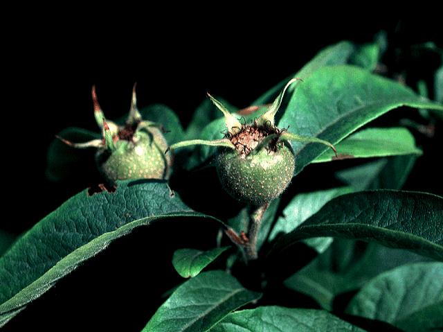 Mespilus germanica (Medlar) Seed Description