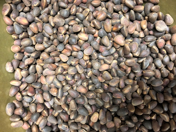 Pinus cembra var. sibirica (Siberian Stone Pine) Seed Description