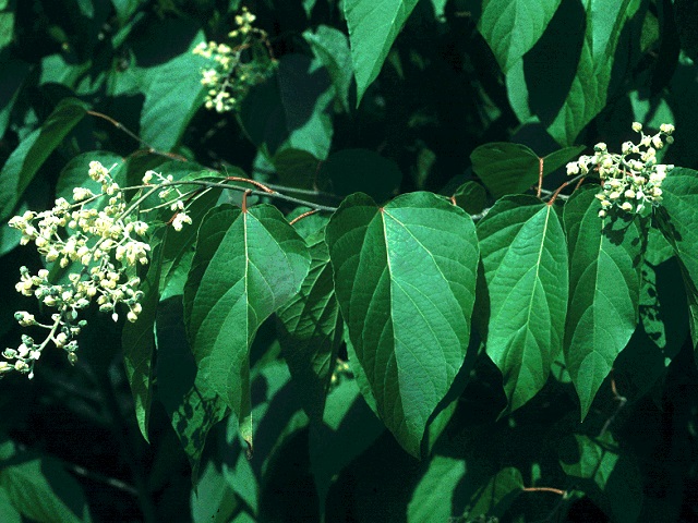 Poliothyrsis sinensis (Janez) Seed Description