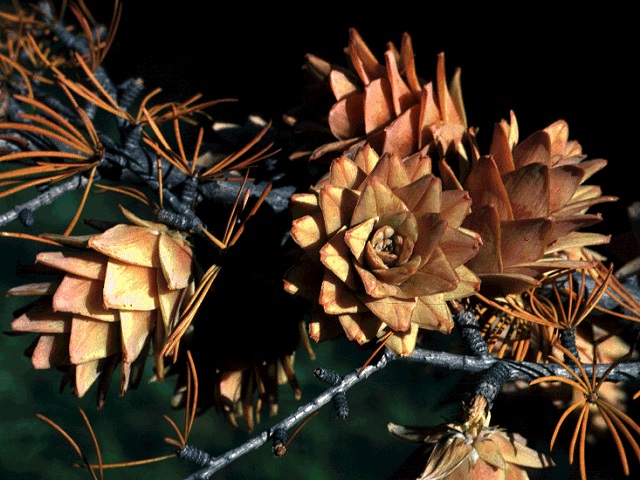 Pseudolarix amabilis (Golden Larch) Seed Description