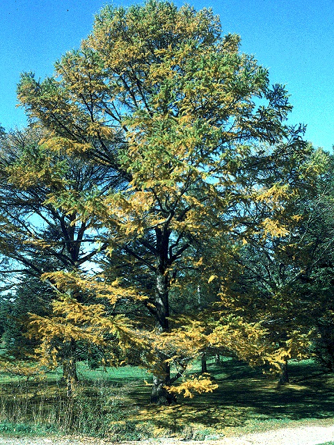 Pseudolarix amabilis (Golden Larch) Seed Description