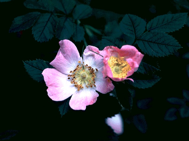 Rosa canina (Dog Rose) Seed Description