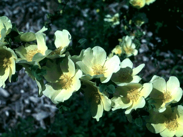 Rosa primula d.h. (Primrose) Seed Description