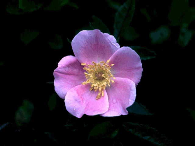 Rosa virginiana (Virginia Rose) Seed Description