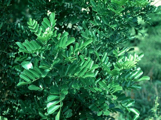 Sophora secundiflora (Mescal Bean Tree) Seed Description