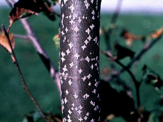 Sorbus alnifolia (Korean Mountain Ash) Seed Description