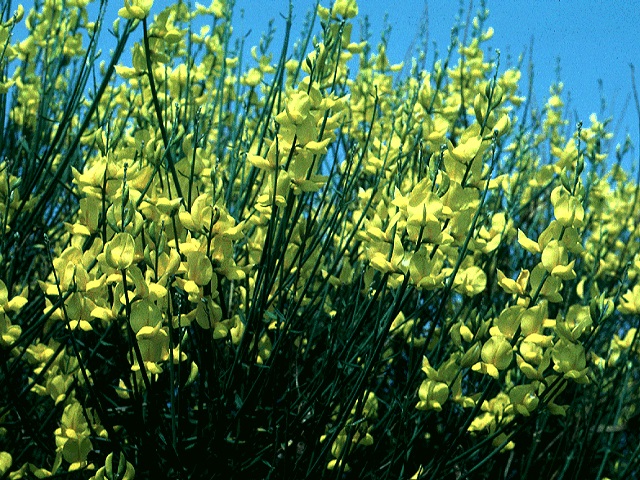 Spartium junceum (Spanish Broom) Seed Description