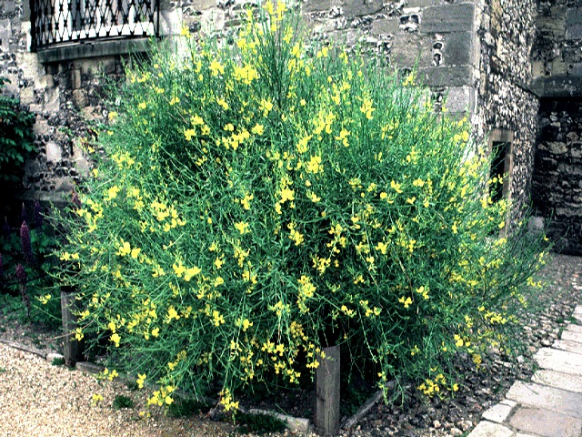 Spartium junceum (Spanish Broom) Seed Description