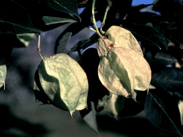 Staphylea trifoliata (American Bladdernut) Seed Description