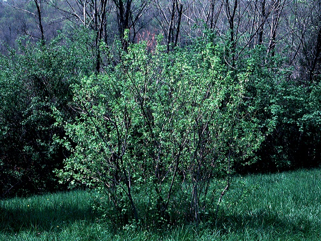 Staphylea trifoliata (American Bladdernut) Seed Description