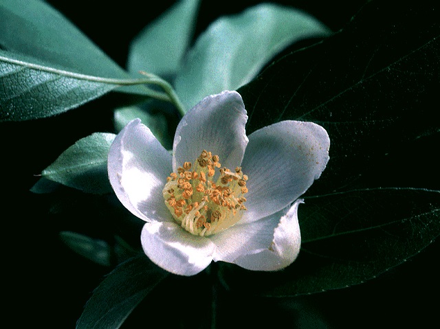 Stewartia sinensis (Chinese Stewartia) Seed Description