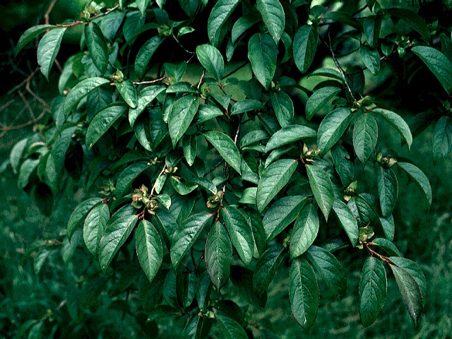 Stewartia sinensis (Chinese Stewartia) Seed Description