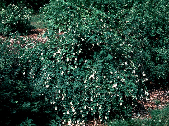 Symphoricarpos alba var. laevigatus (Western Snowberry) Seed Description