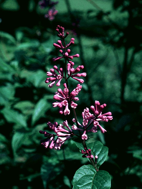 Syringa josikaea (Hungarian Lilac) Seed Description