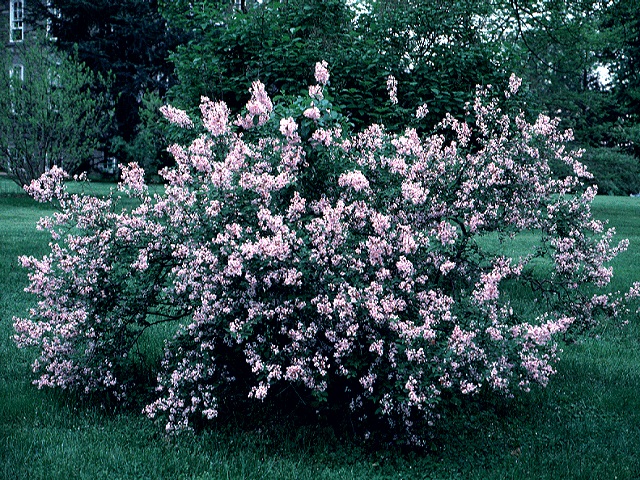 Syringa microphylla (Littleleaf Lilac) Seed Description