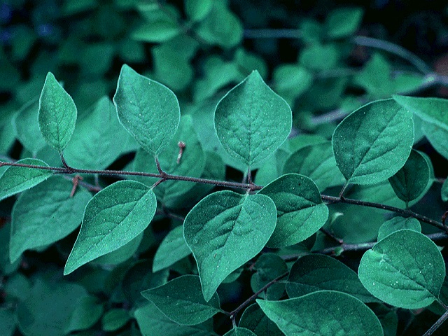 Syringa microphylla (Littleleaf Lilac) Seed Description