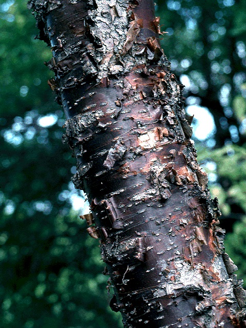 Syringa pekinensis (Peking Lilac) Seed Description