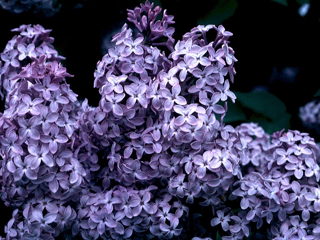 Syringa vulgaris (Common Lilac) Seed Description