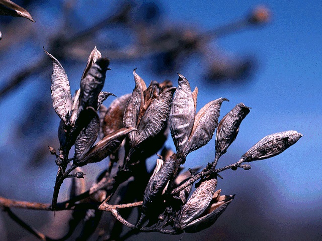 Syringa vulgaris (Common Lilac) Seed Description