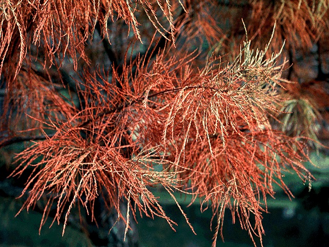 Taxodium ascendens c.s. (Pond Cypress) Seed Description