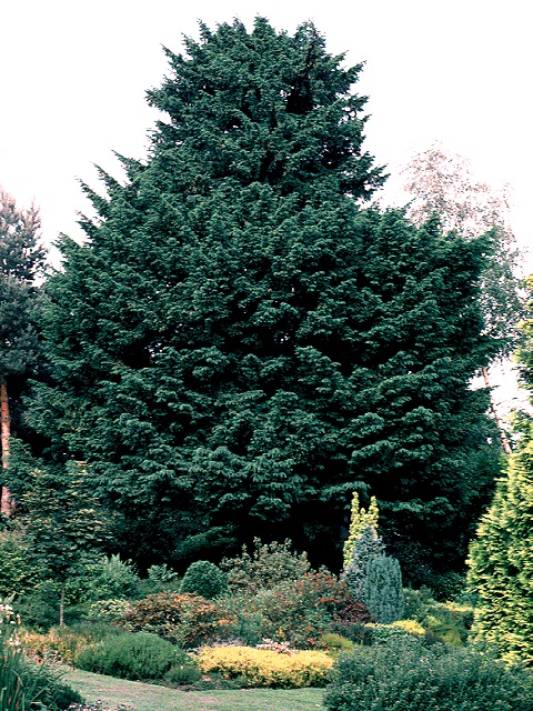 Taxus baccata (English Yew) Seed Description