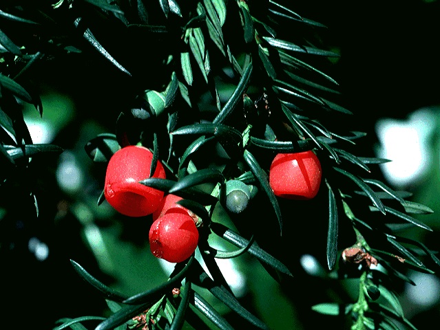Taxus baccata (English Yew) Seed Description