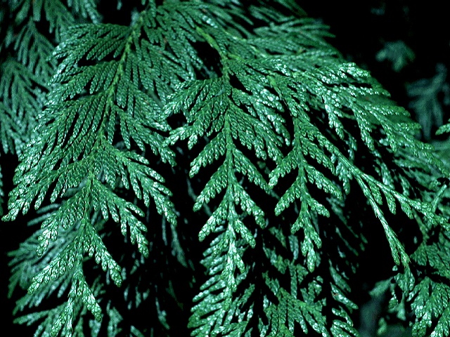 Thuja plicata (Western Red Cedar) Seed Description
