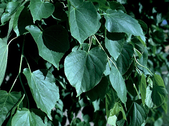 Tilia cordata Green (Little Leaf Linden) Seed Description