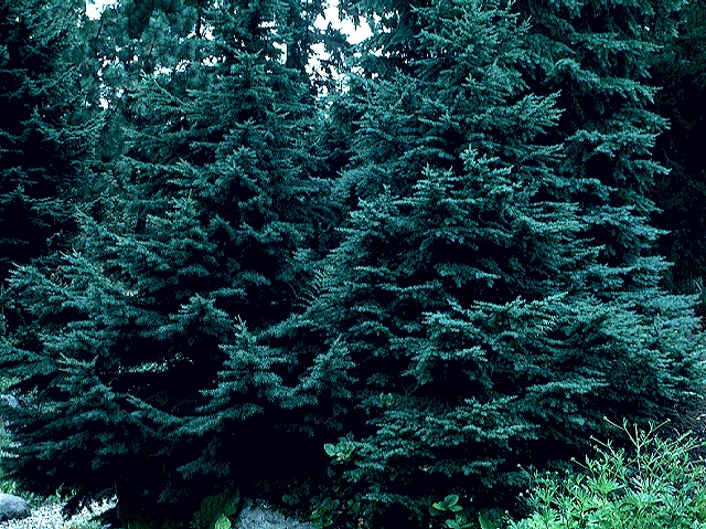 Tsuga mertensiana (Mountain Hemlock) Seed Description