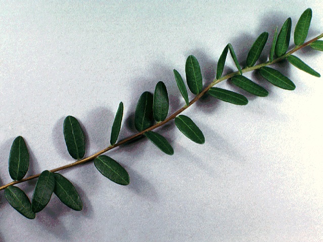 Vaccinium macrocarpon (Cranberry) Seed Description