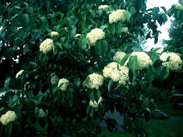 Viburnum lentago (Nannyberry) Seed Description