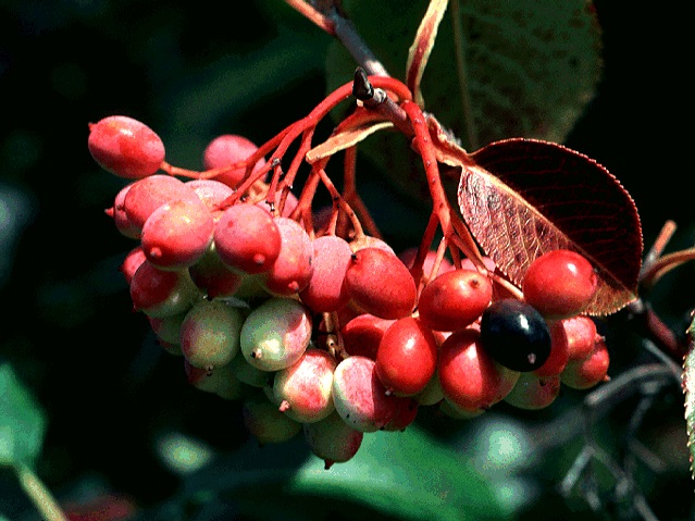 Viburnum lentago (Nannyberry) Seed Description