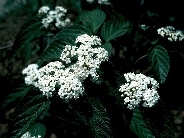 Viburnum setigerum (Tea Viburnum) Seed Description