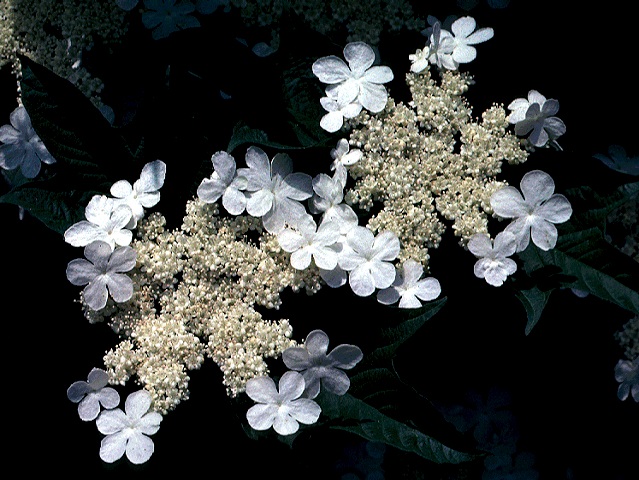 Viburnum trilobum (Cranberry Bush Viburnum) Seed Description