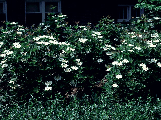 Viburnum trilobum (Cranberry Bush Viburnum) Seed Description