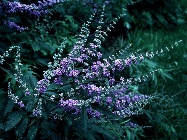 Vitex angus castus (Chaste Tree) Seed Description