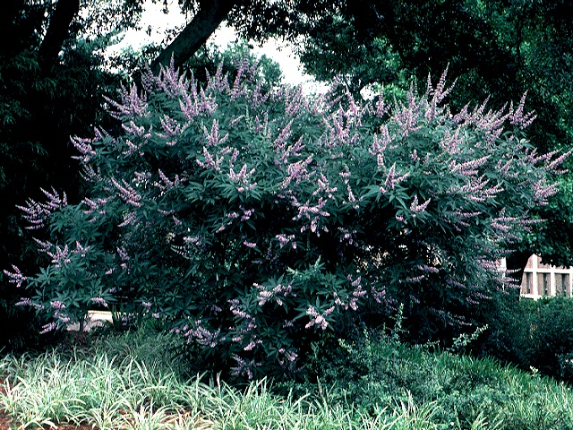 Vitex angus castus (Chaste Tree) Seed Description