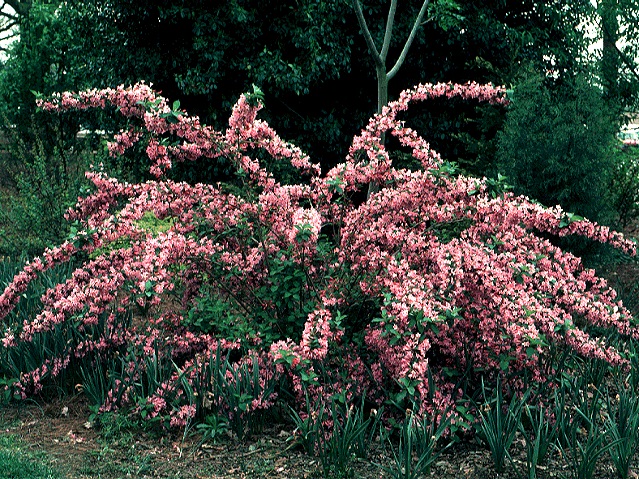Weigela florida (Weigela) Seed Description