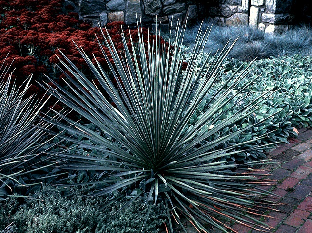 Yucca glauca (Soap Weed) Seed Description
